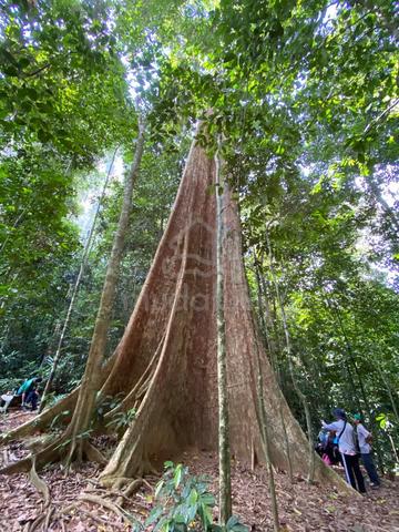 gua bewah&pokok melunak&taman herba - Tours and Holidays for sale in ...