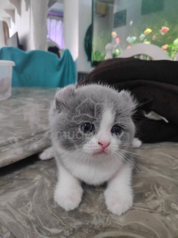 Bsh British short hair curl - Pets for sale in Salak Selatan, Kuala Lumpur
