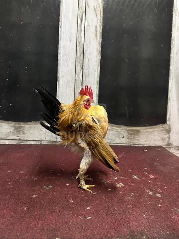ayam serama - Pets for sale in Kuala Terengganu, Terengganu