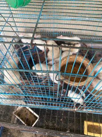 Tikus makmal - Pets for sale in Johor Bahru, Johor
