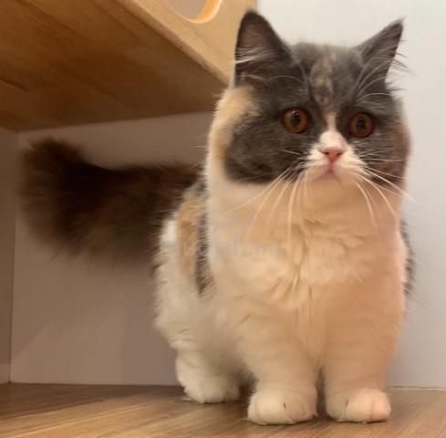 Munchkin Calico - Pets for sale in Kota Damansara, Selangor