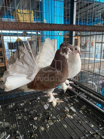 merpati merak - Pets for sale in Shah Alam, Selangor