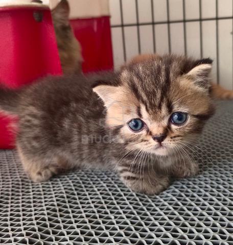 P8 Munchkin Short legs - Pets for sale in Bukit Jalil, Kuala Lumpur