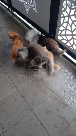 kucing - Pets for sale in Batu Gajah, Perak