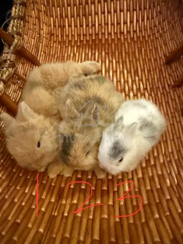 rabbit arnab Netherlands Dwarf English angora - Pets for sale in ...