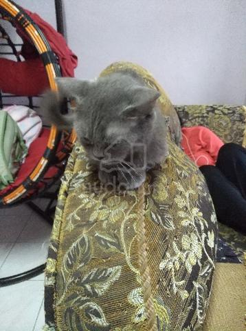 muchkin bsh - Pets for sale in Hulu Langat, Selangor