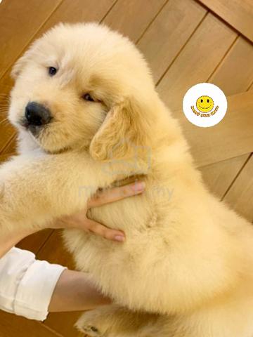 Golden Retriever big bone puppy B922 - Pets for sale in Kepong, Kuala ...