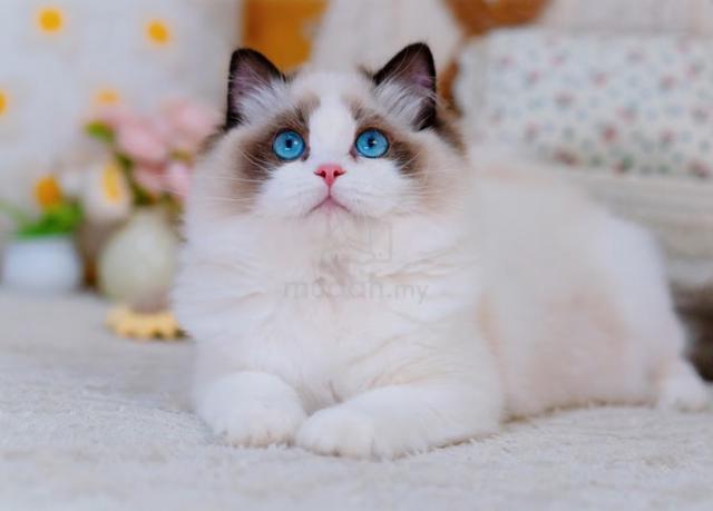 Female Ragdoll China Import - Pets for sale in Putra Heights, Selangor