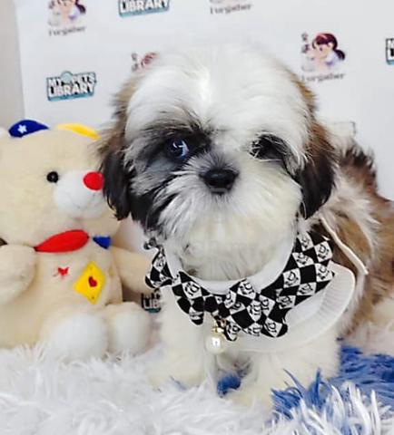 Gorgeous Cute Shih Tzu Puppu Dog Pet *yu.03998 - Pets for sale in ...