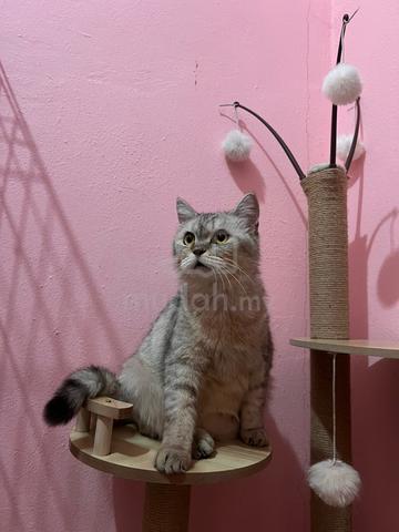 BSH silver shaded - Pets for sale in Pasir Mas, Kelantan