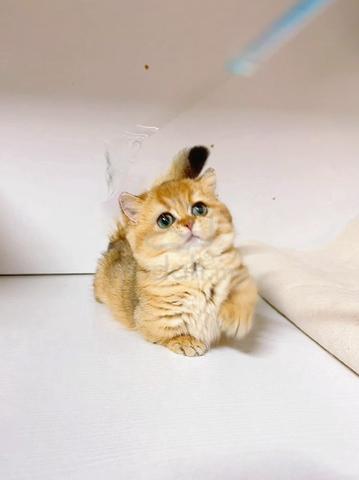 Golden shaded munchkin - Pets for sale in Bukit Jalil, Kuala Lumpur
