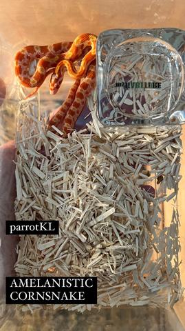 corn snake corn snake ball python - Pets for sale in Cheras, Selangor