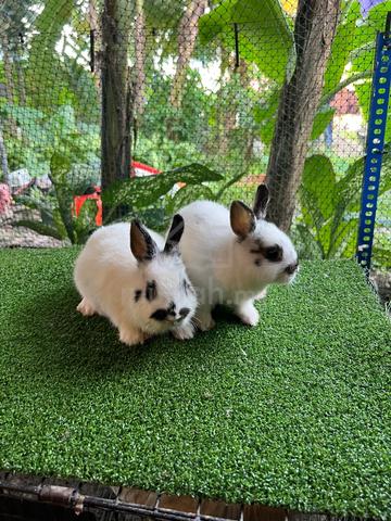 Arnab Rabbit Netherland Dwarf ND - Pets for sale in Telok Panglima ...