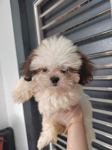 Shih tzu tri color female - Pets for sale in Ambang Botanic, Selangor