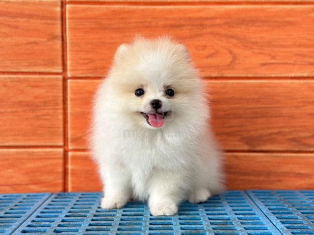 Tiny Pomeranian Parti Color Male - Pets for sale in Bukit Mertajam, Penang