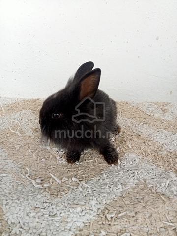 Arnab / Rabbit - Pets for sale in Johor Bahru, Johor