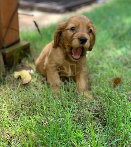 Cocker spaniel 03 - Pets for sale in Tampoi, Johor