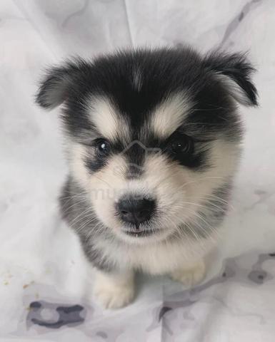 G10 beautiful pomsky puppy dog - Pets for sale in Puchong, Kuala Lumpur