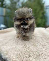 F80 foolish pomeranian puppy dog - Pets for sale in Puchong, Kuala Lumpur