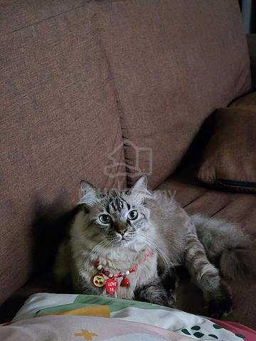 Kucing Parsi Mix Mainecoon - Pets for sale in Ampang, Kuala Lumpur