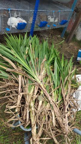 Rumput Napier Dwarf & Pakchong - Pets for sale in Ipoh, Perak