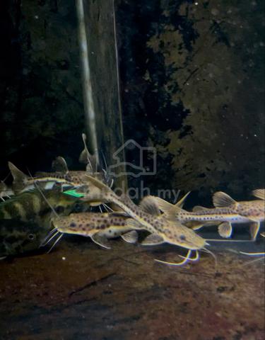 Leopard catfish ikan aquarium fish predator - Pets for sale in Shah ...