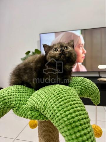 Munchkin BSH Supershort Tortie - Pets for sale in Puncak Alam, Selangor