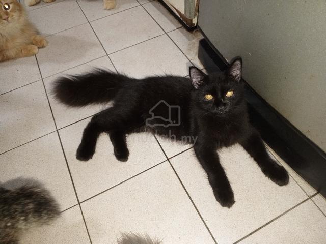 kucing dlh - Pets for sale in Kota Kinabalu, Sabah