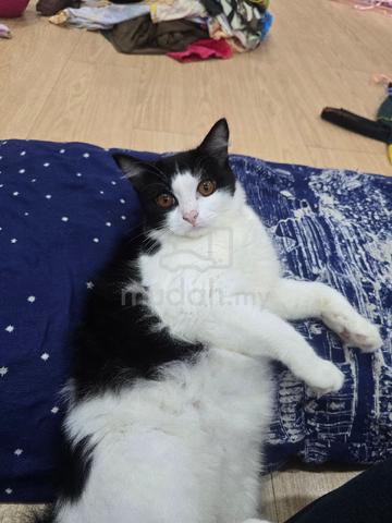 Kucing baka DLH - Pets for sale in Others, Penang