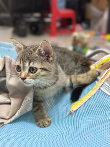 British Shorthair Tabby BSH - Pets for sale in Sungai Petani, Kedah