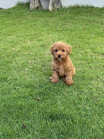 Pure poodle puppy - Pets for sale in Others, Johor
