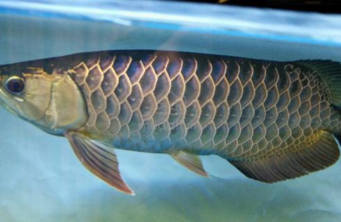 Arowana MGBB crossback 13 inch-wholesale - Pets for sale in Cheras, Selangor