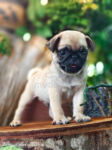 Pure Breed Quality Pug Puppies (Male) - Pets for sale in Ayer Keroh, Melaka
