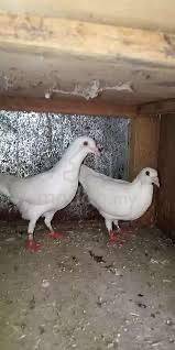 burung merpati candik - Pets for sale in Kota Bharu, Kelantan