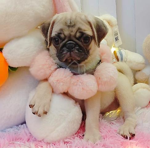 Super Fatty Pug Puppy Dog Pet *yu.0491 - Pets for sale in Puchong, Selangor