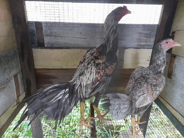 ayam baka sepasang - Pets for sale in Kuala Terengganu, Terengganu