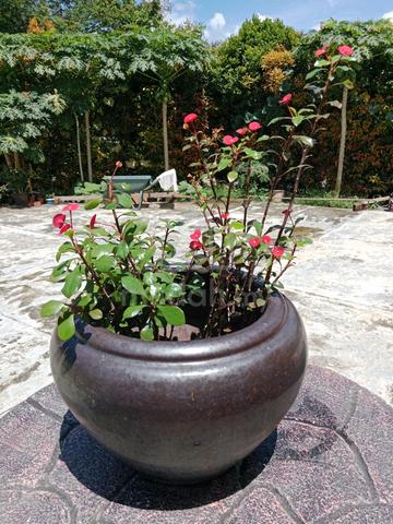 Nice Cement flower pot - Garden Items for sale in Seremban 2, Negeri ...