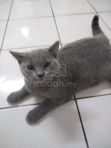 Bsh Blue. - Pets for sale in Batu Pahat, Johor