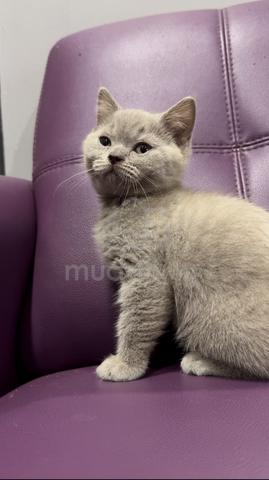 British Shorthair BSH LILAC FEMALE - Pets for sale in Nilai, Negeri ...