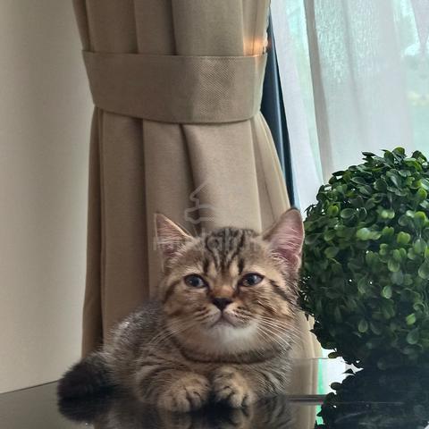 Female Munchkin - Pets for sale in Puchong, Kuala Lumpur