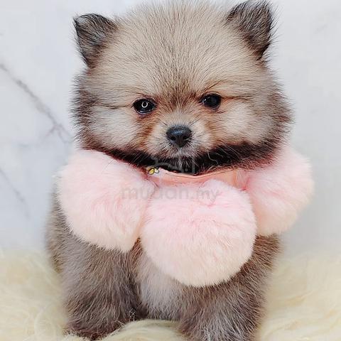 Super Small Tiny Mini Pomeranian Puppy Dog *MJ26 - Pets for sale in ...