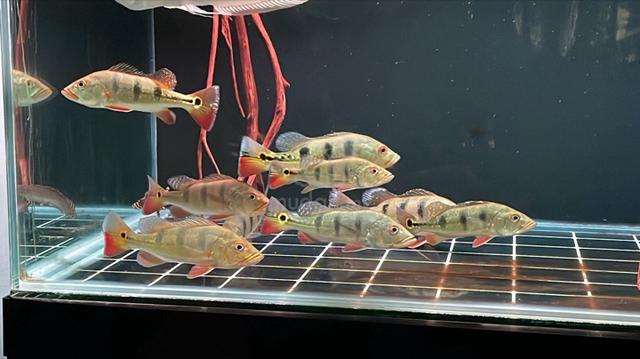 Peacock Bass (pb mono) - Pets for sale in Nilai, Negeri Sembilan