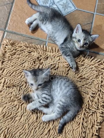 3 months kitten mixed breed for sale - Pets for sale in Johor Bahru, Johor