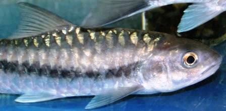 Neo Blue Thai, Tengas Biru Thailand, 泰国蓝吉罗 - Pets for sale in Ampang ...