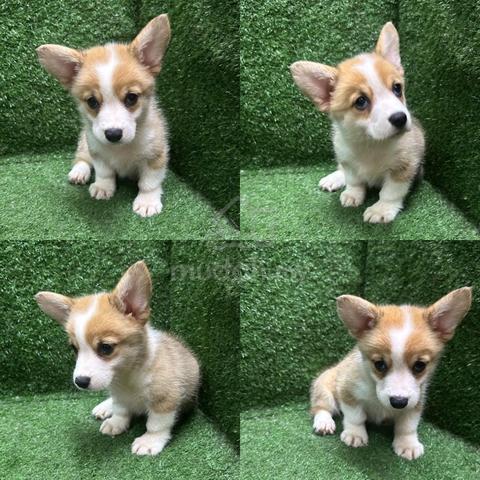 Pure Breed Corgi Puppy (Female) - Pets for sale in Shah Alam, Selangor