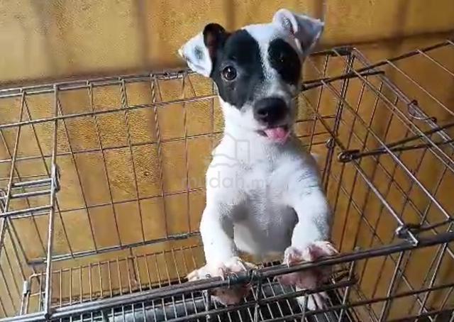 Jack Russell JRT Male Rare marking - Pets for sale in Puchong, Kuala Lumpur