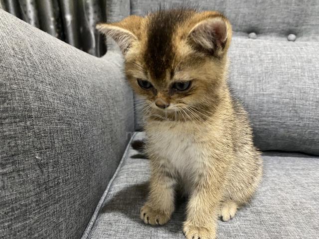 BSH British Short Hair Cat - Pets for sale in Baling, Kedah