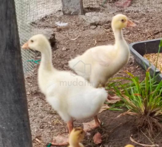 Anak Angsa Putih - Pets for sale in Taiping, Perak