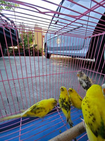 burung baji/budgie bird - Pets for sale in Kota Kinabalu, Sabah
