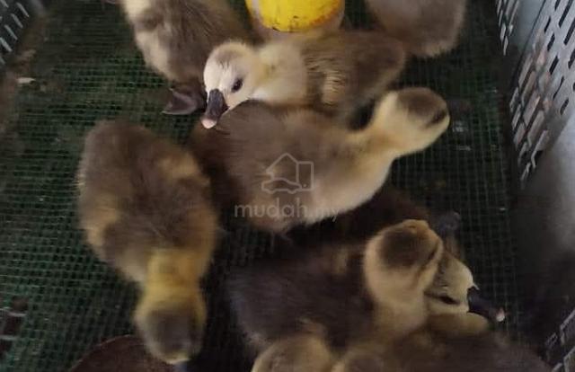 Anak angsa - Pets for sale in Lahad Datu, Sabah